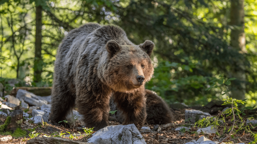 As COVID lockdown comes to an end in NSW, hibernating bears hold some ...
