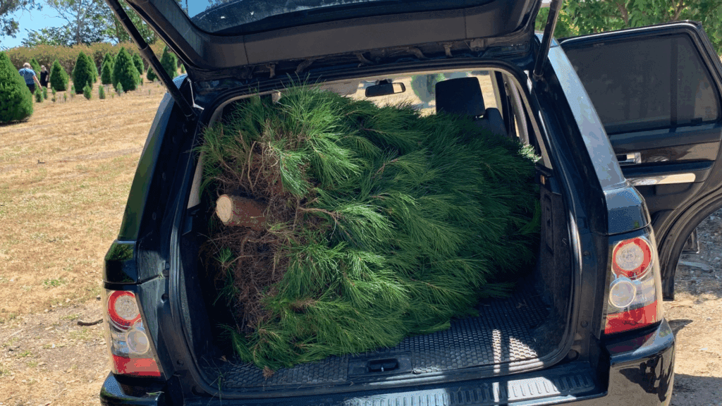 A very buggy Christmas - CPX - Centre for Public Christianity